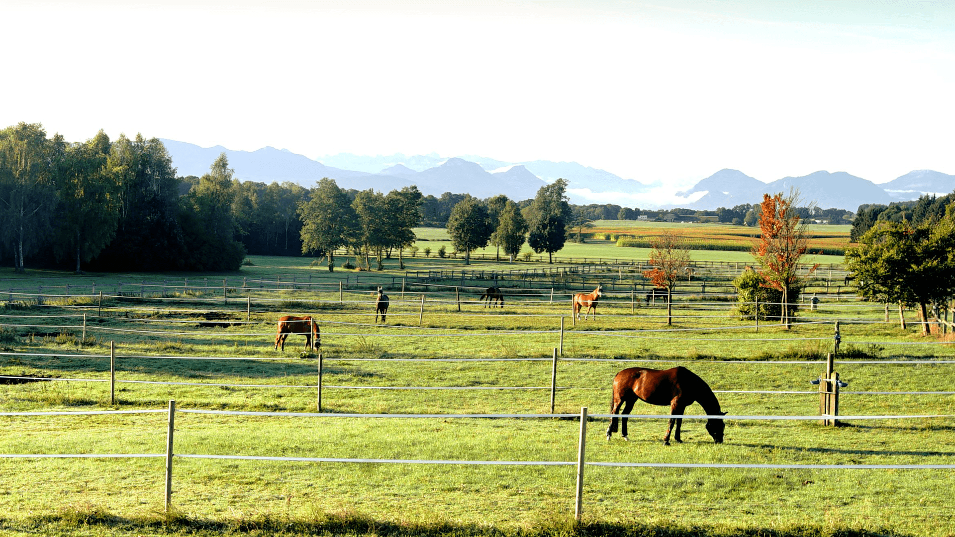 Dressurpferde aus Aubenhausen – Home of the Dressage Horse